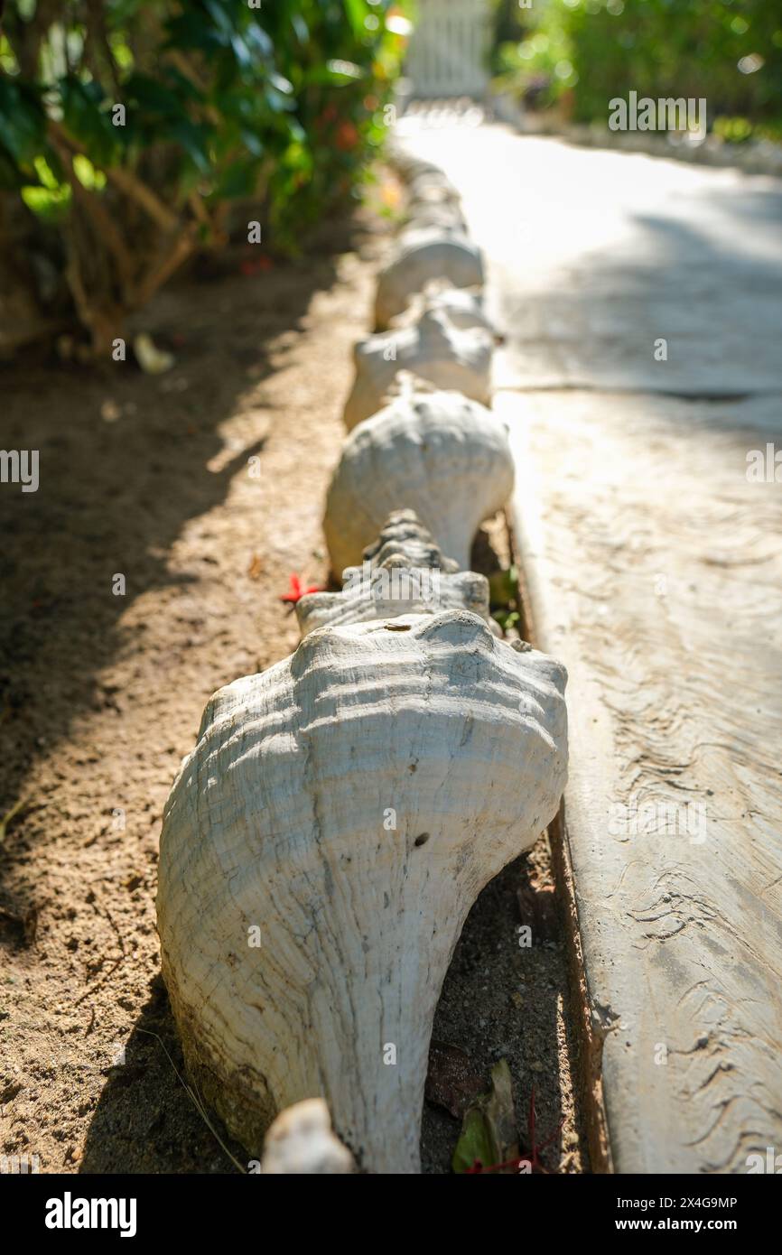 White conch hi-res stock photography and images - Alamy