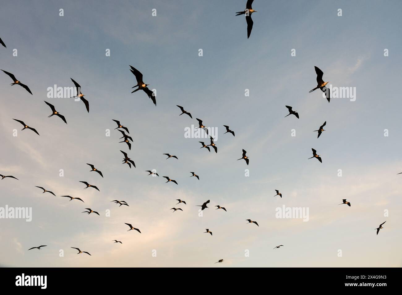 Frigate birds caribbean hi-res stock photography and images - Alamy