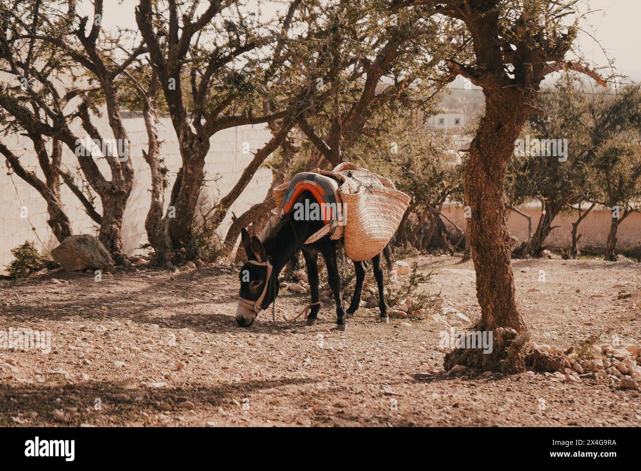 A donkey in the countryside of Morocco Stock Photo - Alamy