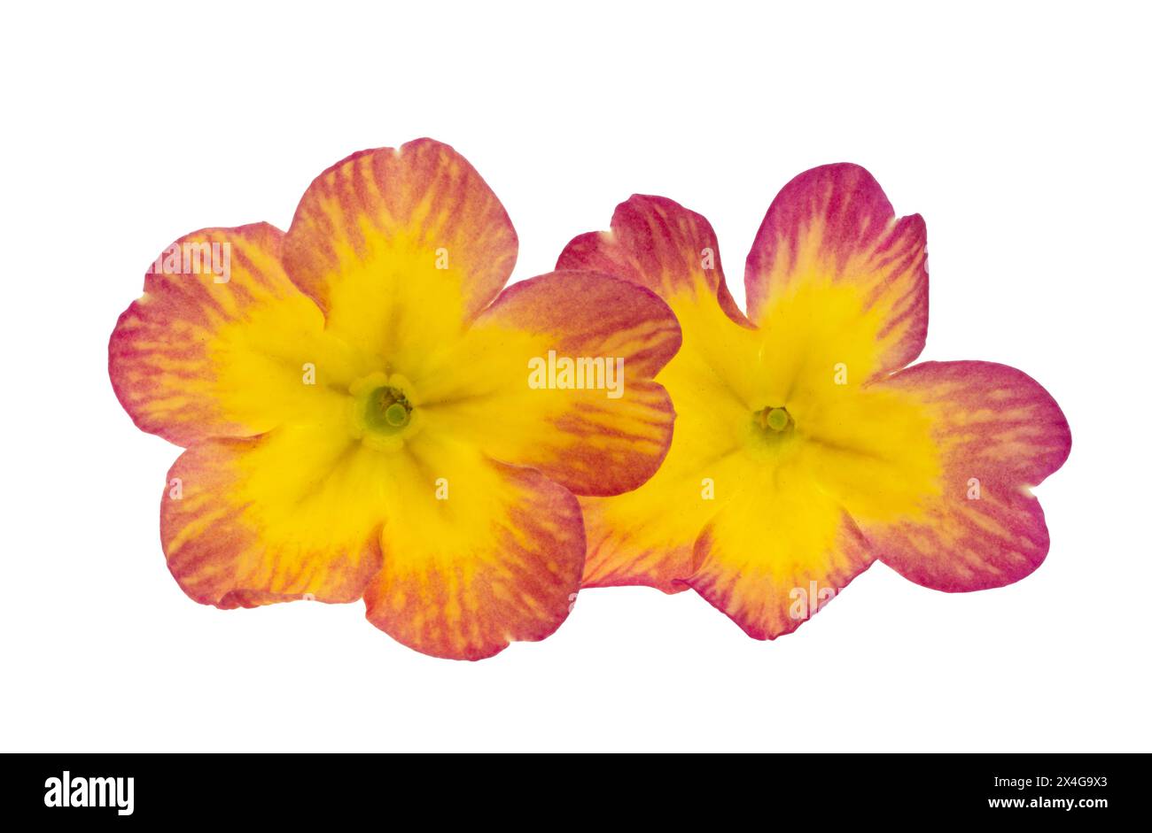 yellow red primrose isolated on white background Stock Photo - Alamy
