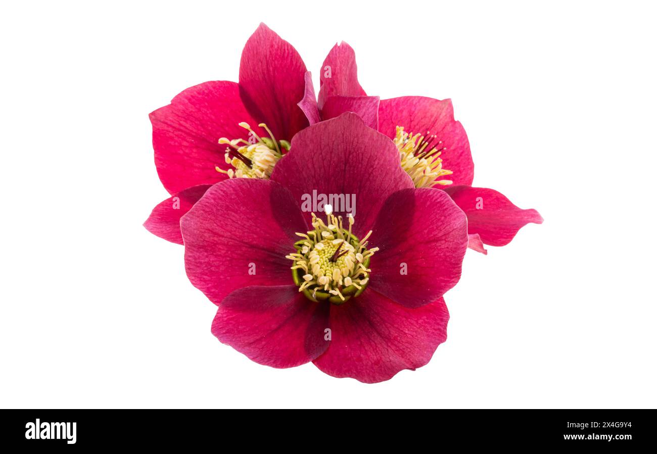 red hellebore flowers isolated on white background Stock Photo - Alamy