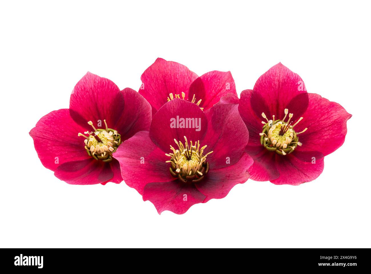 red hellebore flowers isolated on white background Stock Photo - Alamy