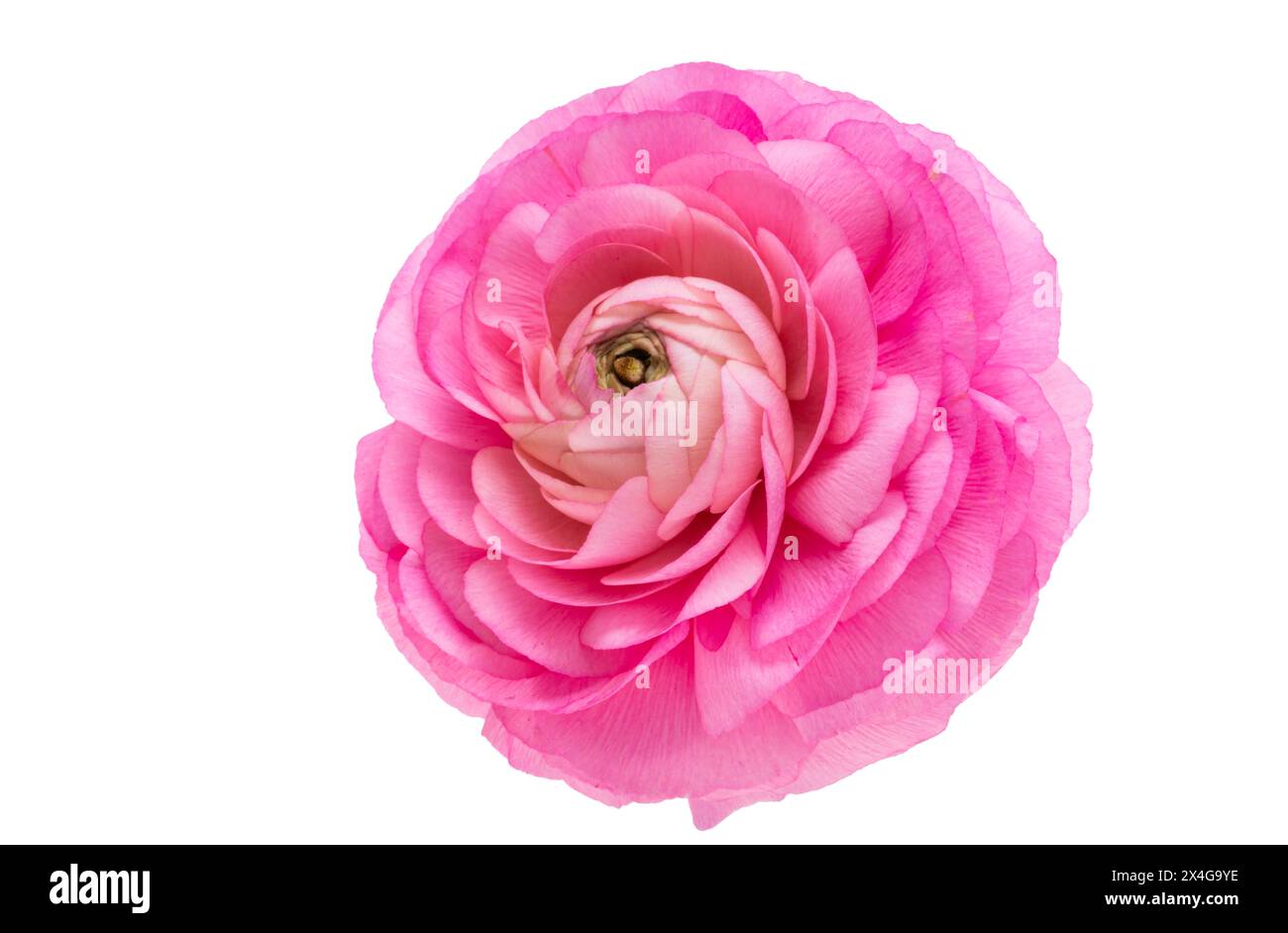 Ranunculus flowers isolated on white background Stock Photo - Alamy