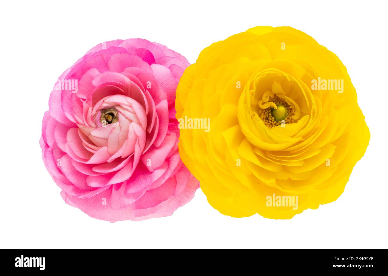 Ranunculus flowers isolated on white background Stock Photo - Alamy