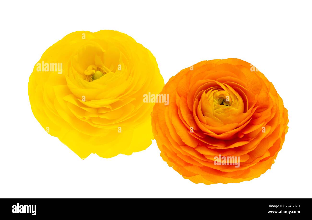 Ranunculus flowers isolated on white background Stock Photo - Alamy