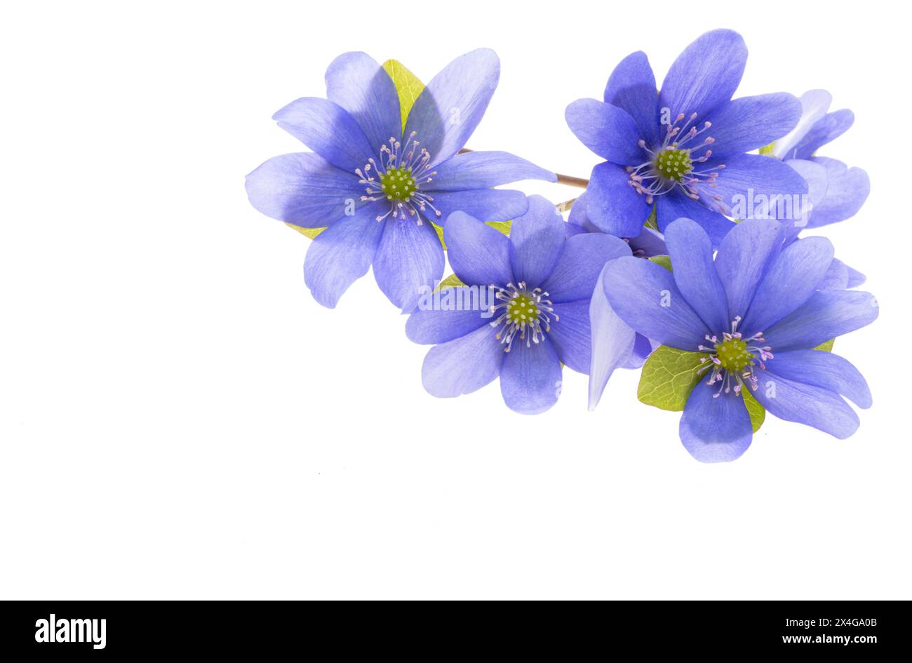 Anemone hepatica liverwort nobilis Cut Out Stock Images & Pictures - Alamy