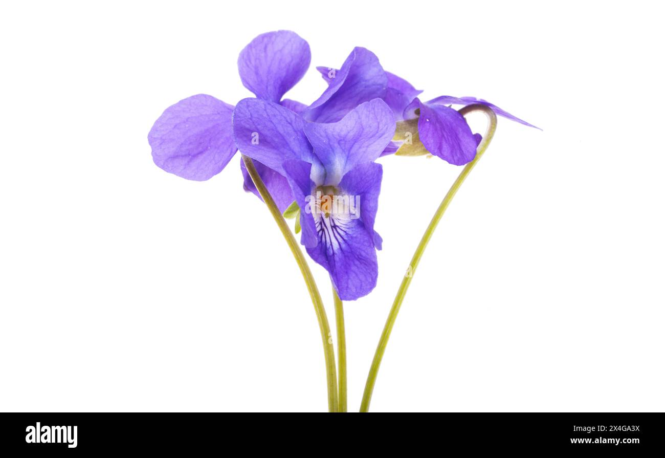 forest violet flowers isolated on white background Stock Photo - Alamy