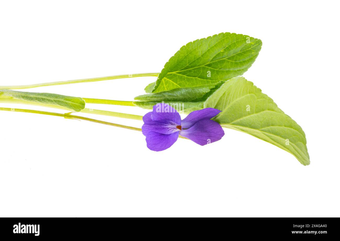 forest violet flowers isolated on white background Stock Photo - Alamy