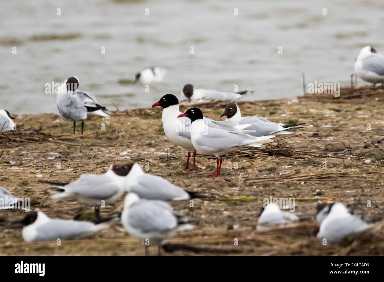 A pair of Mediterranean gulls, Larus melanocephalus, among black-headed ...