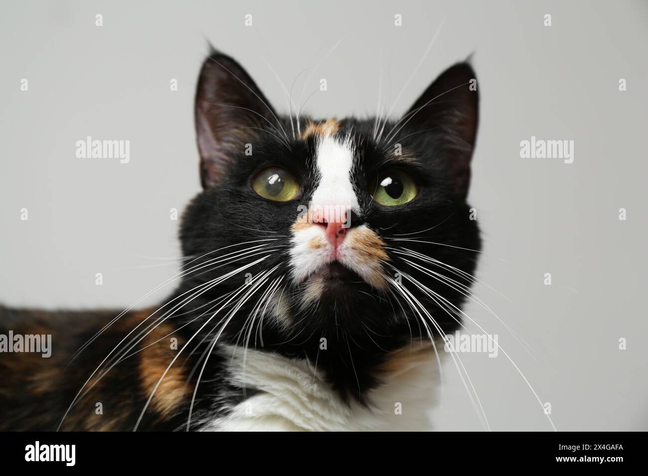 Cute cat with corneal opacity in eye on light grey background, closeup ...