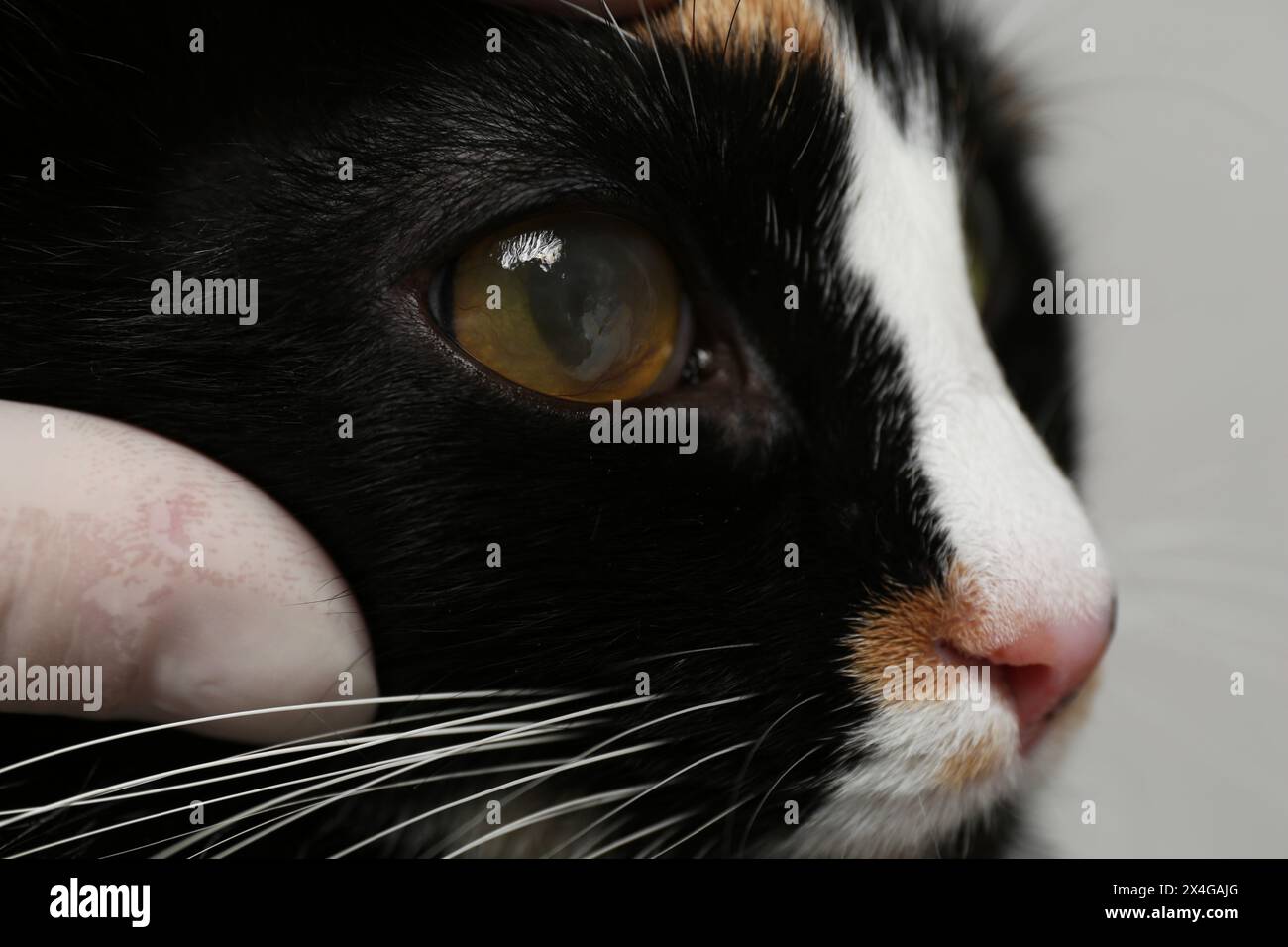 Veterinarian examining cute cat with corneal opacity on blurred background, closeup Stock Photo ...