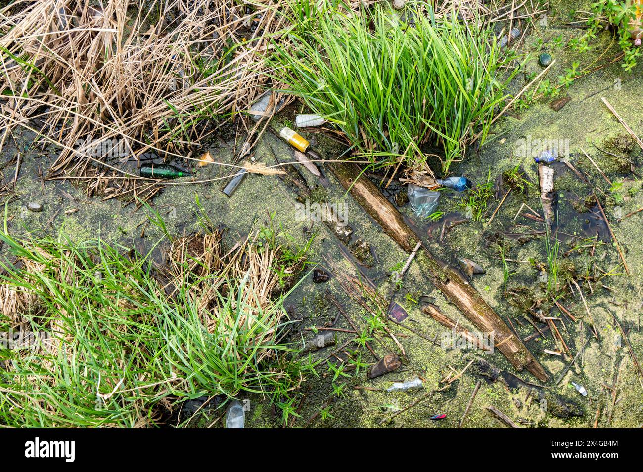 Polluted pond water with scattered litter among green grass and dead reeds, including bottles ...