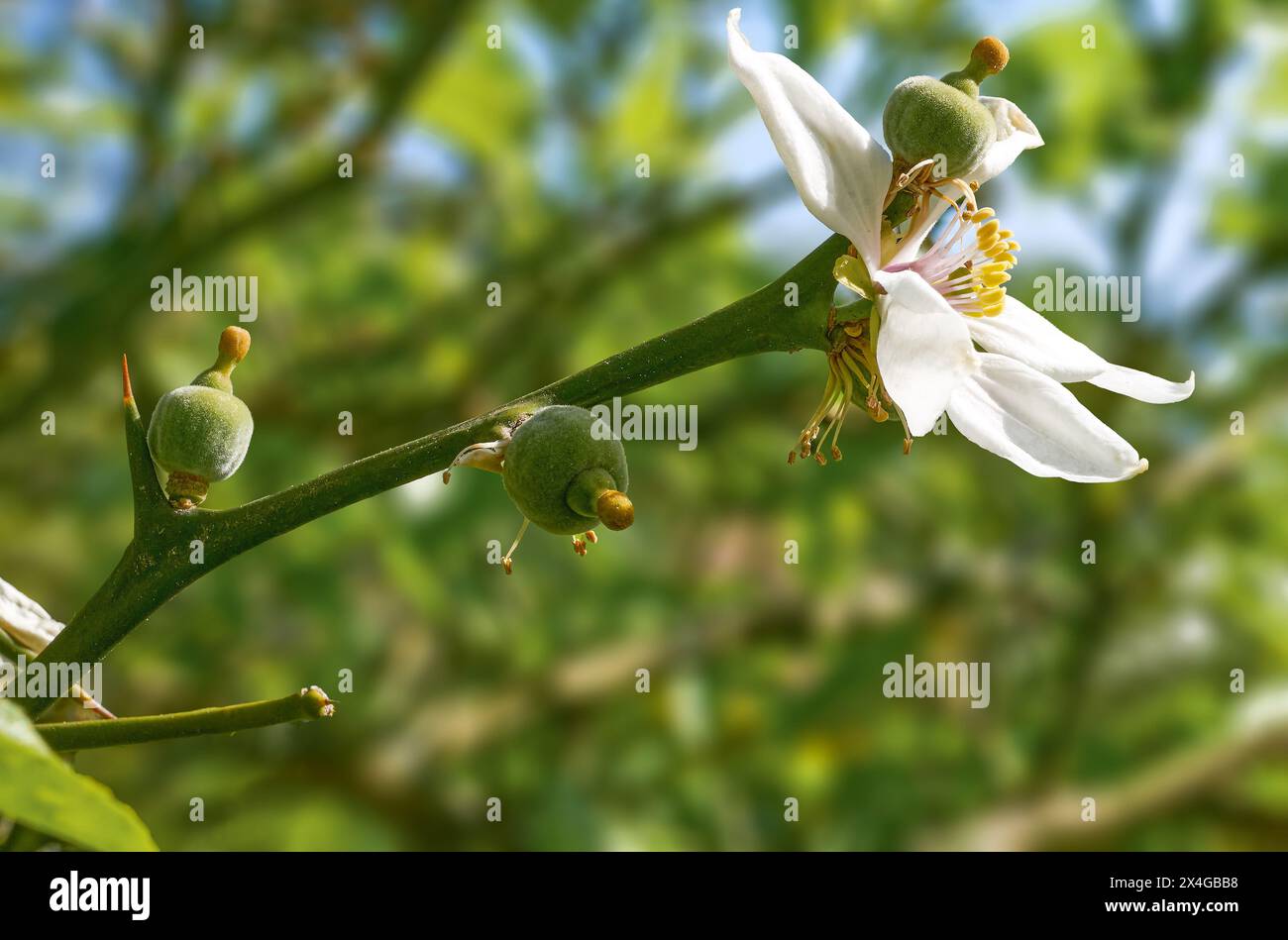 Fruit Node and Flower of Chinese Bitter Orange resp.Poncirus trifoliata ...