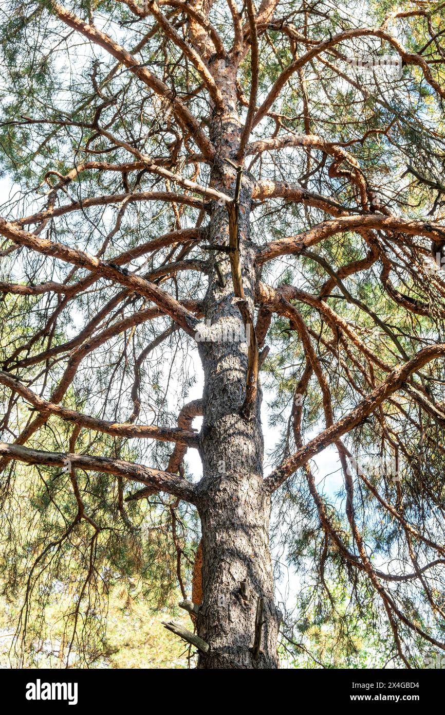 Huge spreading pine tree with thick branches against the blue sky Stock ...