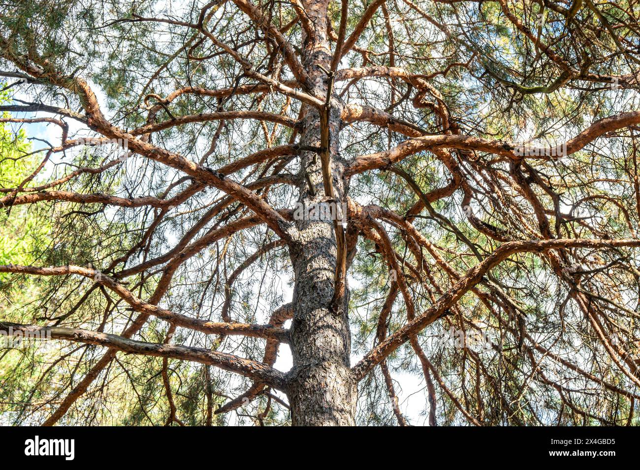 Huge spreading pine tree with thick branches against the blue sky Stock ...