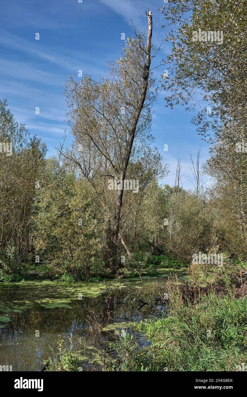 Pond in Urdenbacher Kaempe Nature Reserve at Rhine River Floodplain ...