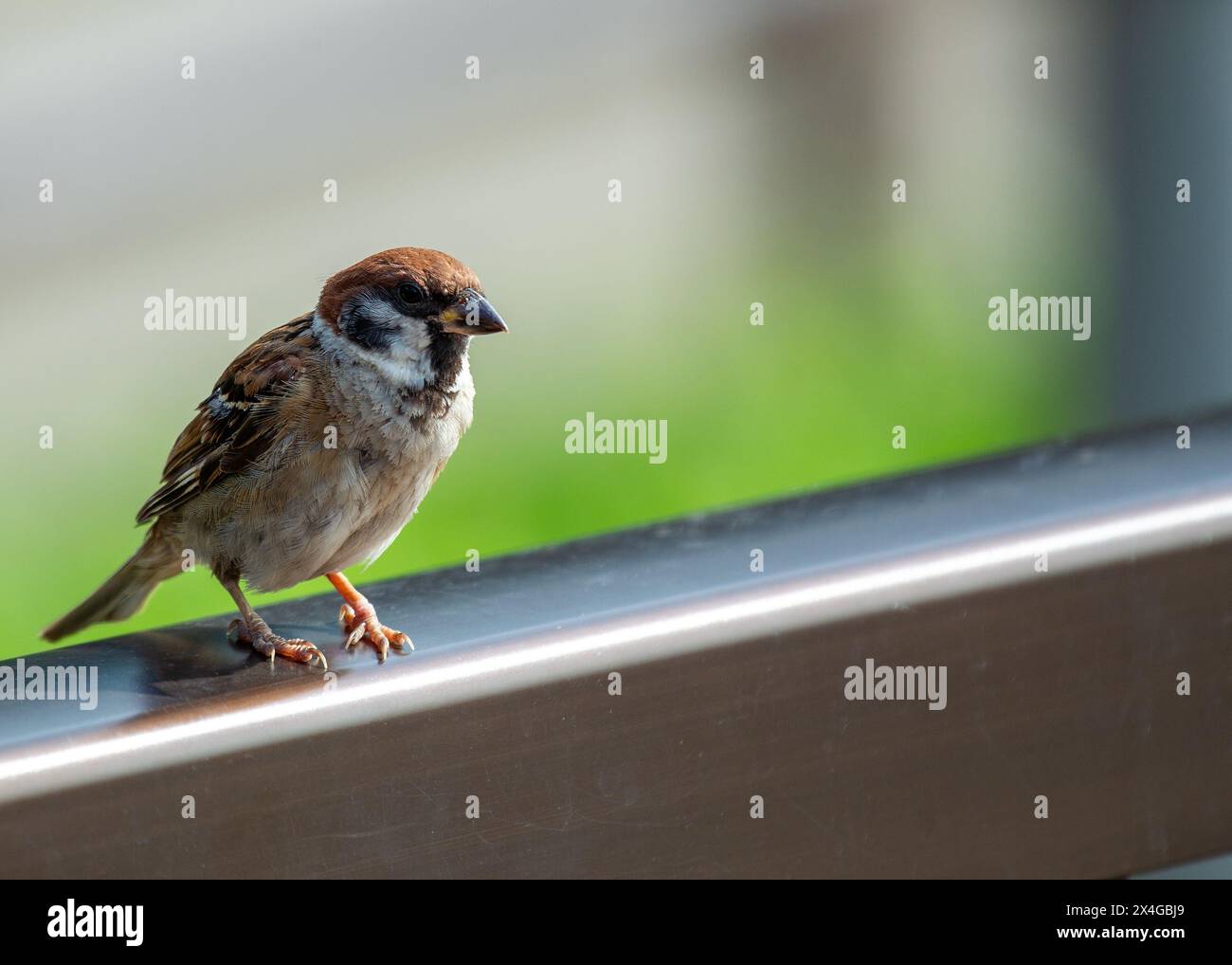 Small brown sparrow with black bib & chestnut cap. Thrives in London's ...