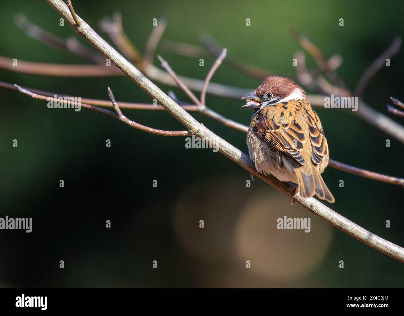 Small brown sparrow with black bib & chestnut cap. Thrives in London's ...