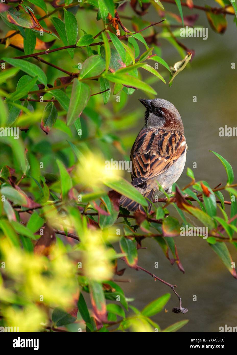 Small brown sparrow with black bib & chestnut cap. Thrives in London's ...