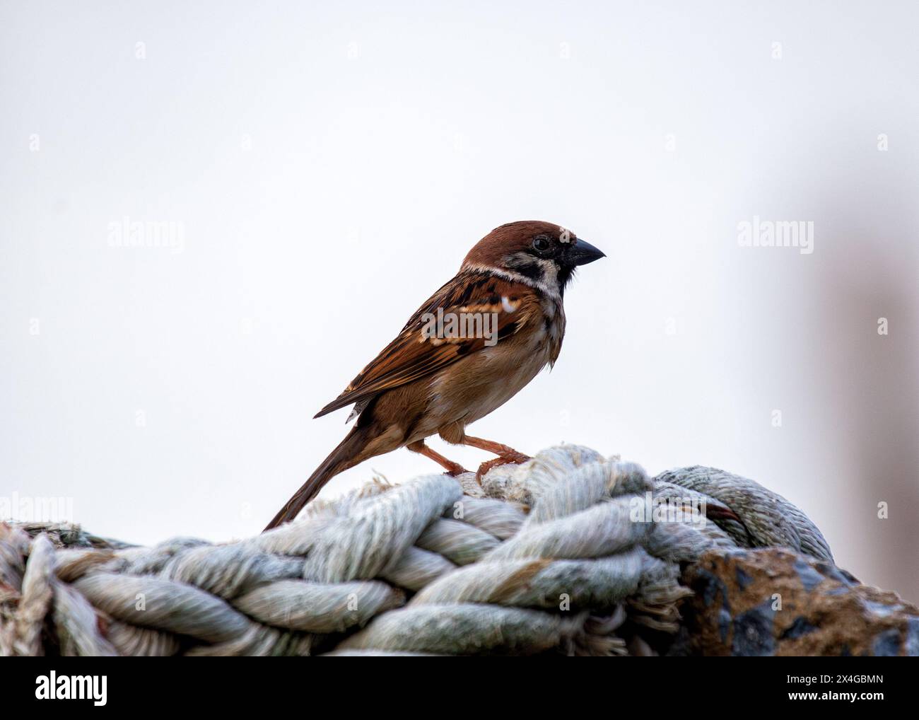 Small brown sparrow with black bib & chestnut cap. Thrives in London's ...