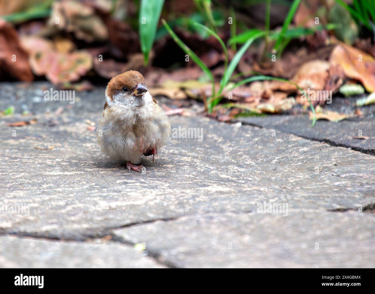 Small brown sparrow with black bib & chestnut cap. Thrives in London's ...