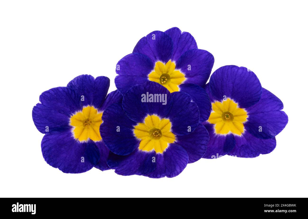 primrose flowers isolated on white background Stock Photo - Alamy