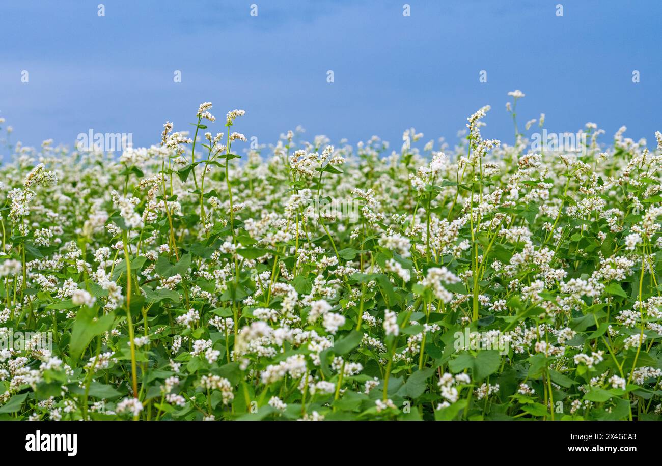Blooming buckwheat hi-res stock photography and images - Alamy