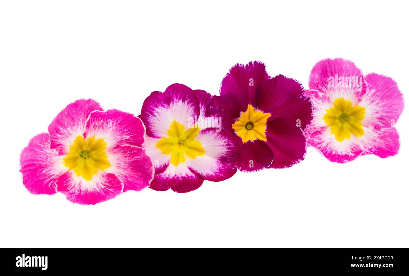 primrose flowers isolated on white background Stock Photo - Alamy