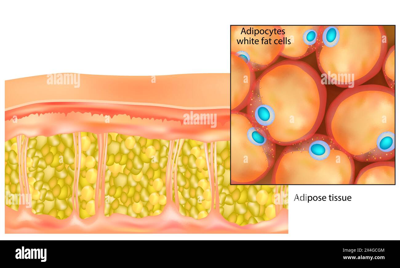 Adipose Tissue Adipocytes White Fat Cellslipocytes And Fat Cells Stock Vector Image And Art Alamy