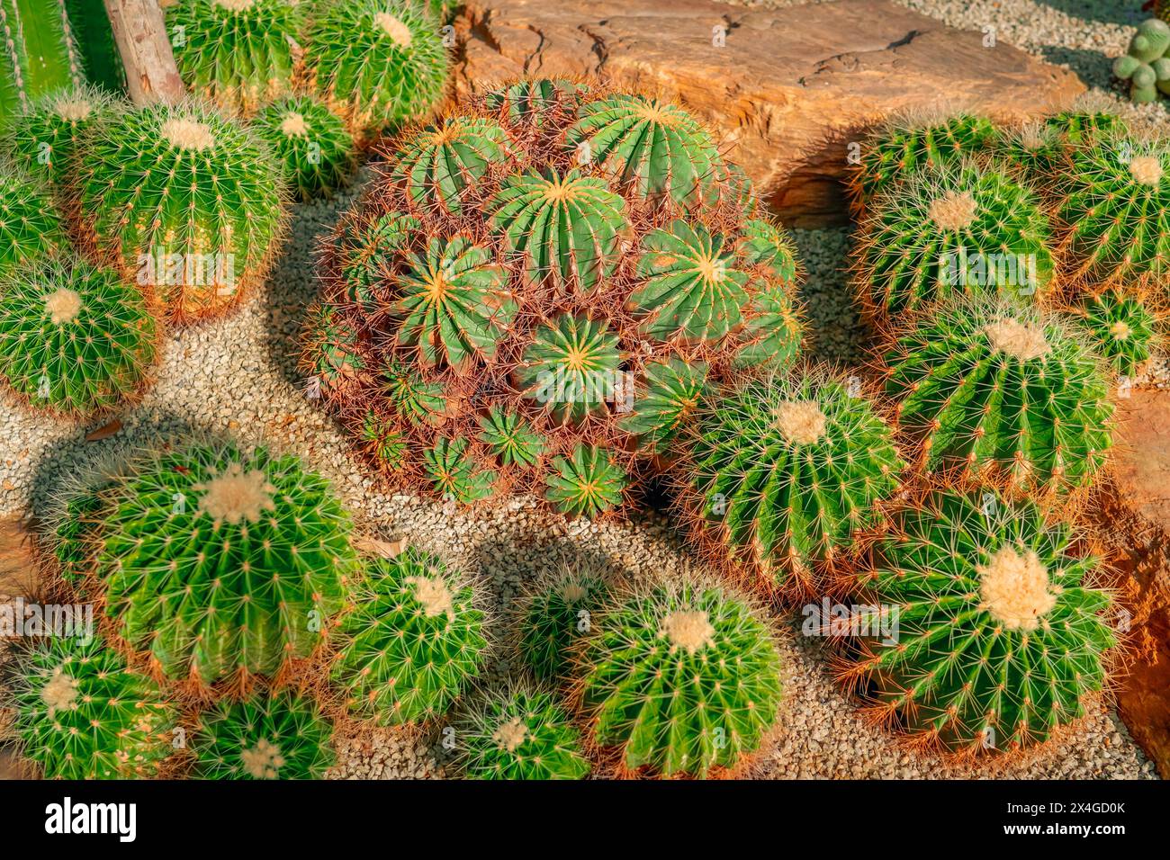 Round cacti large group family in the desert Stock Photo - Alamy