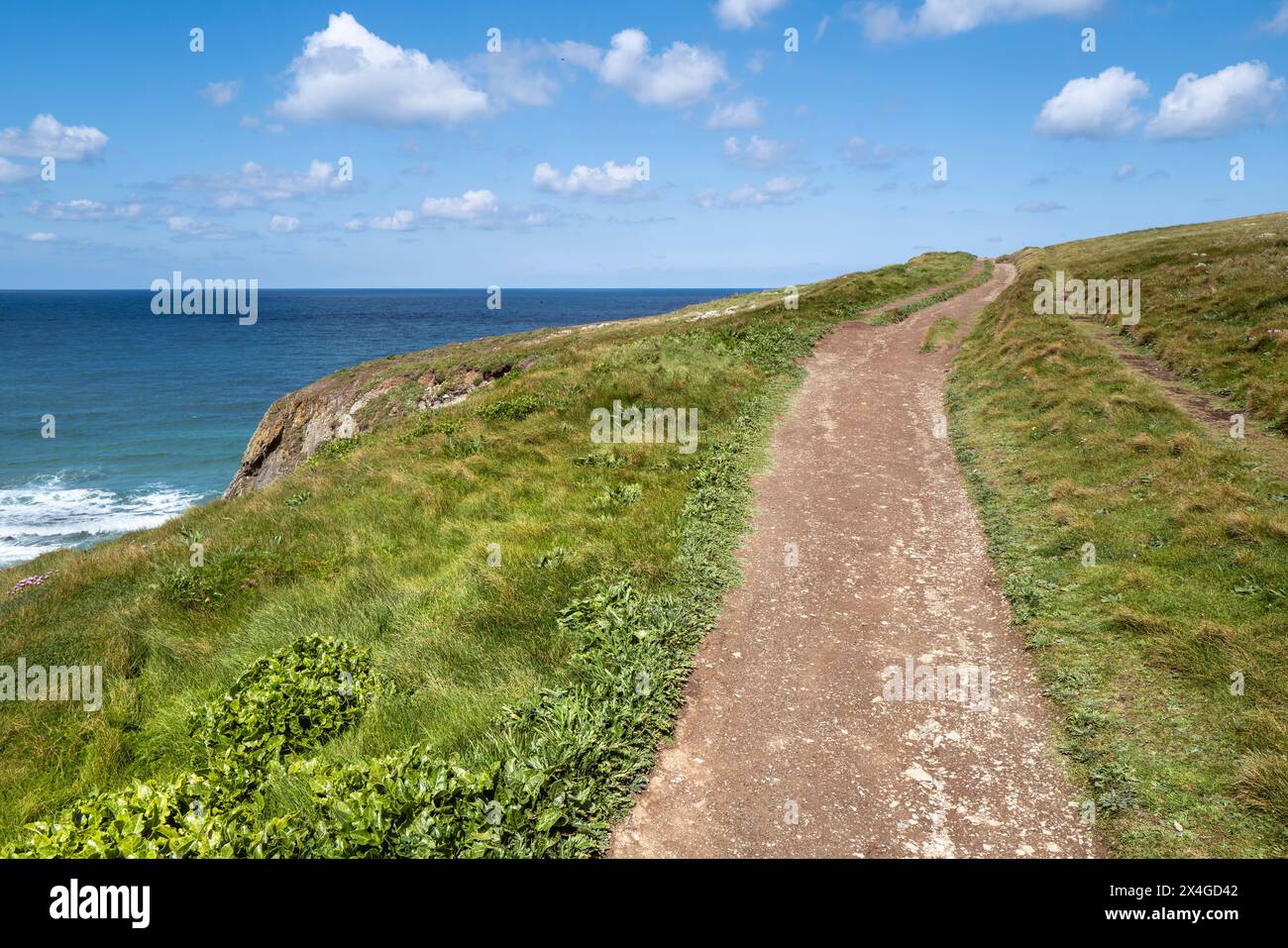 The worn eroded South West Coast path on the coast of Pentire Point ...