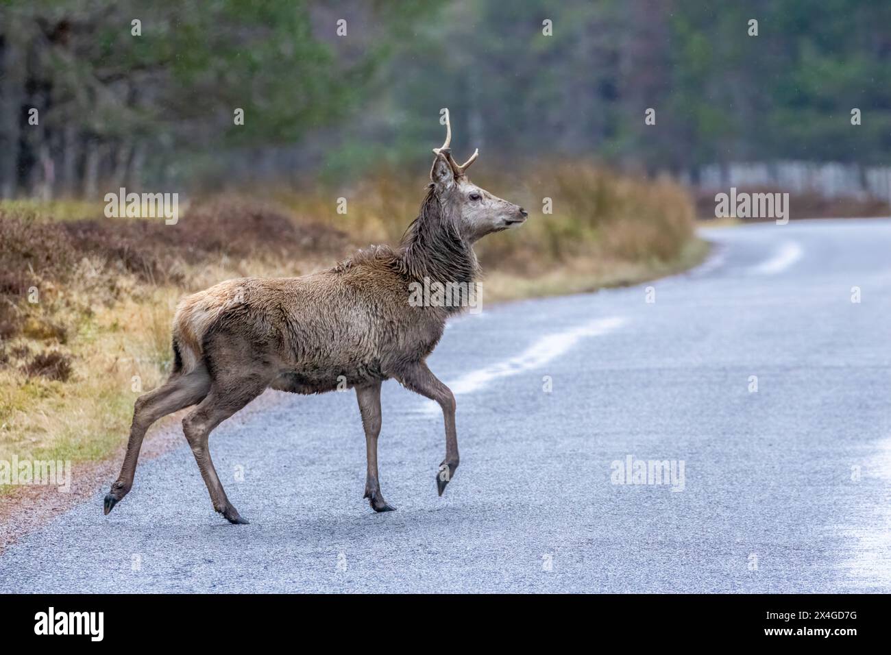 Stag road hi-res stock photography and images - Alamy