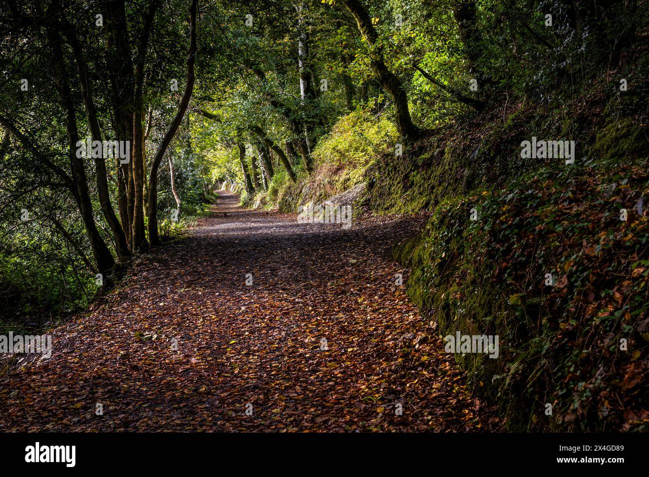 Path through woods uk sunlight hi-res stock photography and images - Alamy
