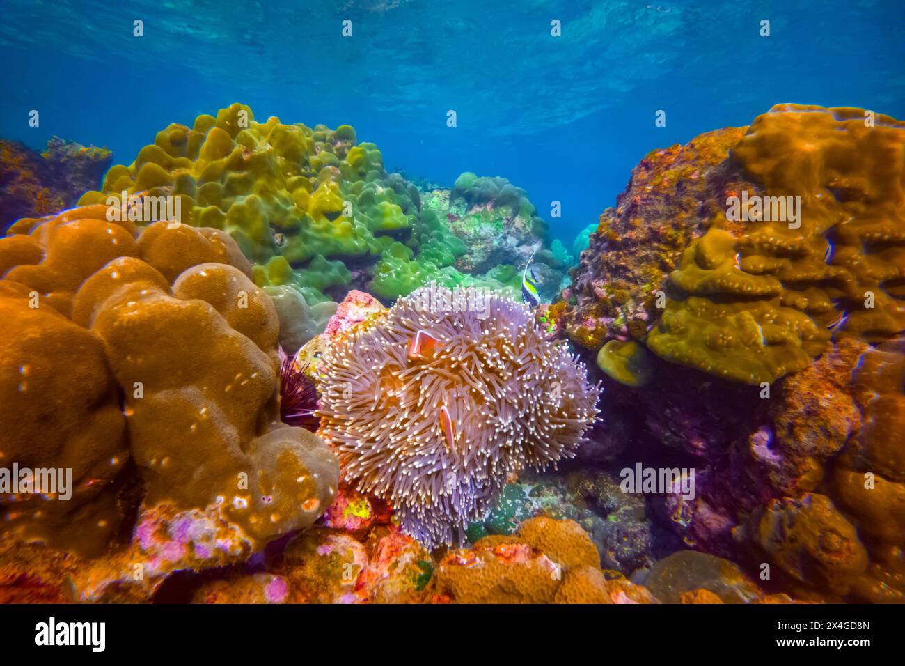Clown fish Amphiprion ocellaris swim fish in polyps poisonous dangerous ...