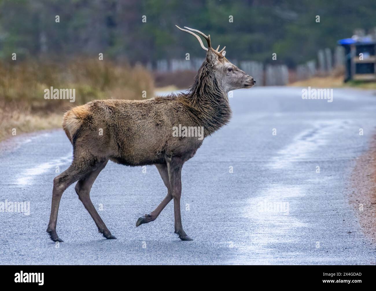 Red deer stag crossing a road Stock Photo - Alamy