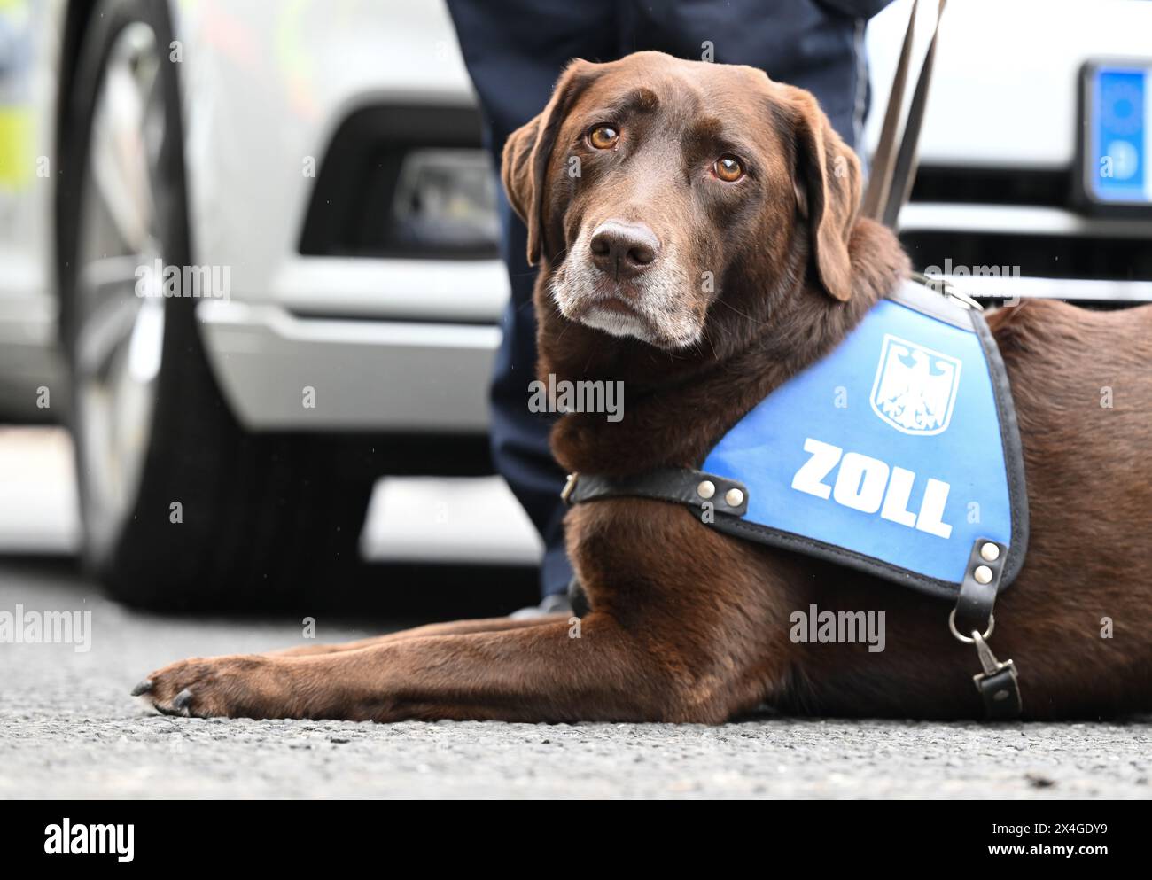 03 May 2024, Hesse, Frankfurt/Main: Customs species protection sniffer ...