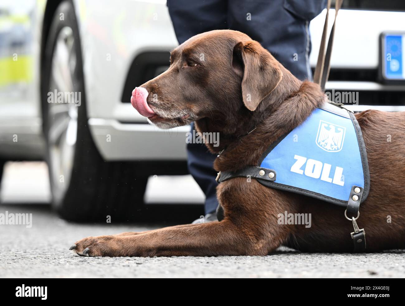03 May 2024, Hesse, Frankfurt/Main: Customs species protection sniffer ...