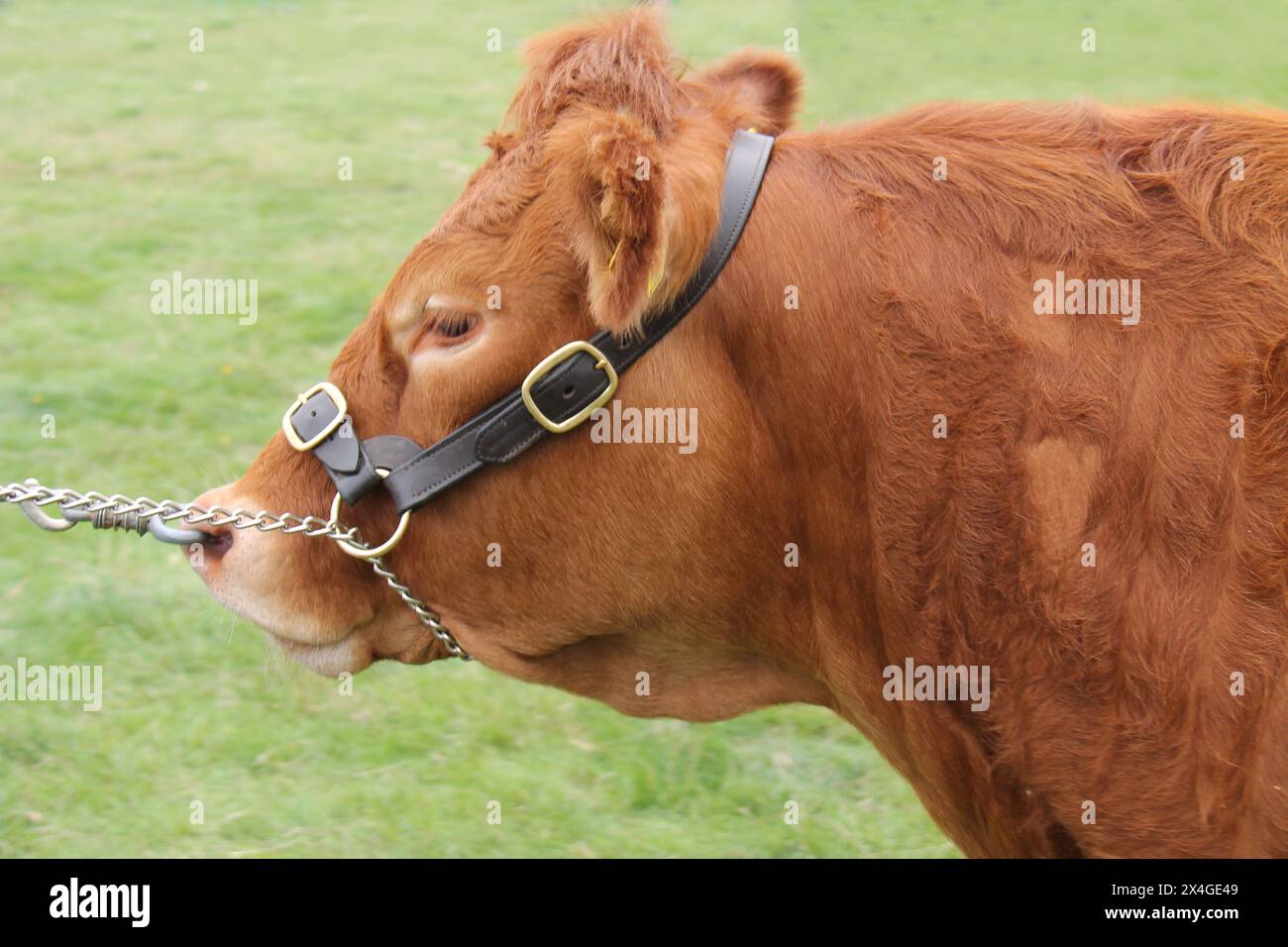 The Head of a Large Champion Farm Bull Animal Stock Photo - Alamy