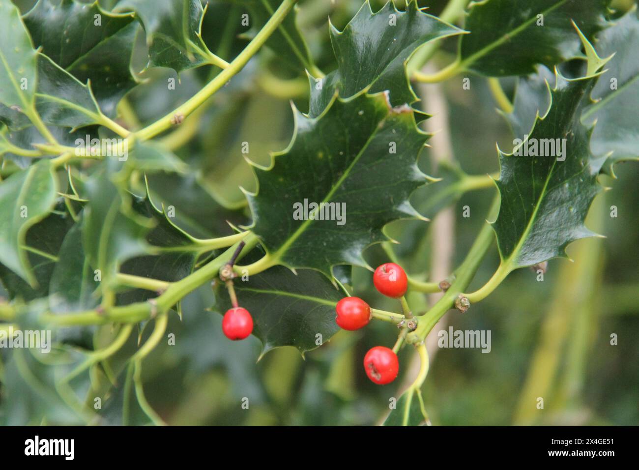 Holly berries leaves grow hi-res stock photography and images - Alamy