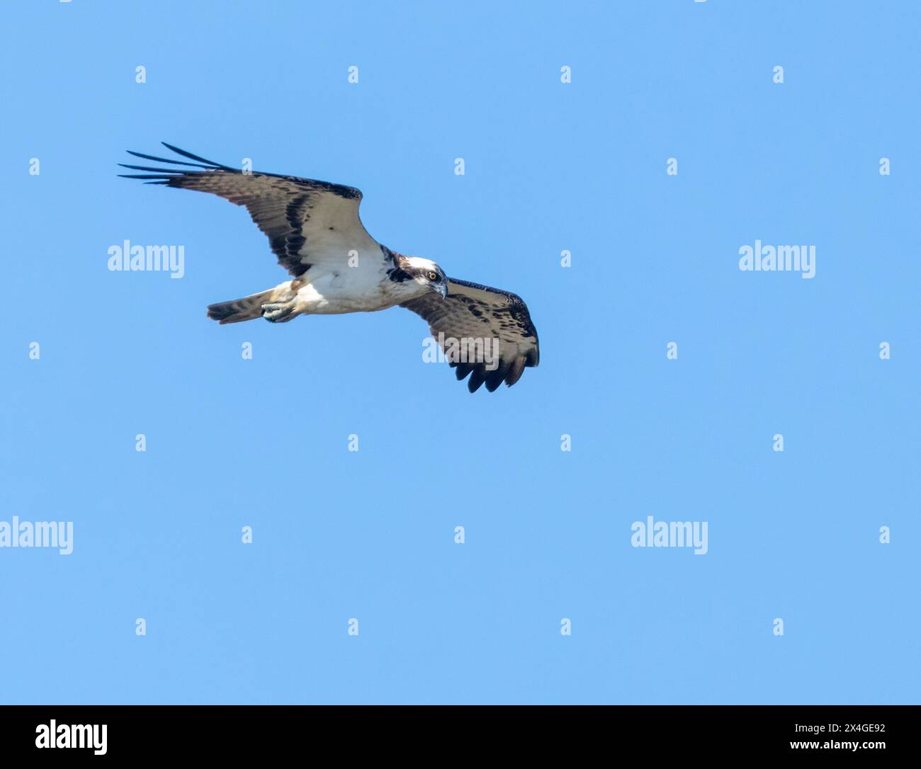 Osprey flying in the blue sky with wings spread Stock Photo - Alamy