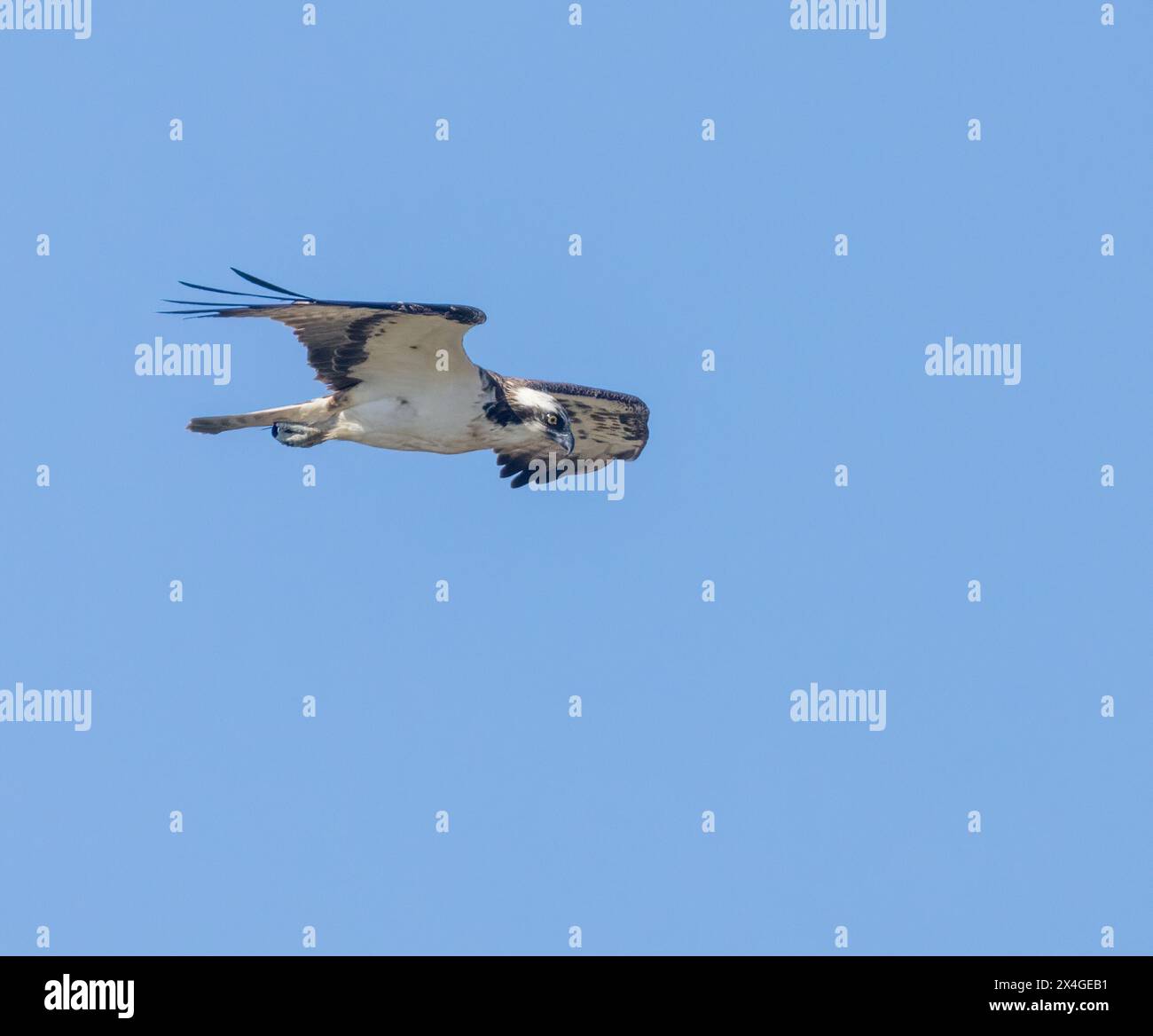 Osprey flying in the blue sky with wings spread Stock Photo - Alamy