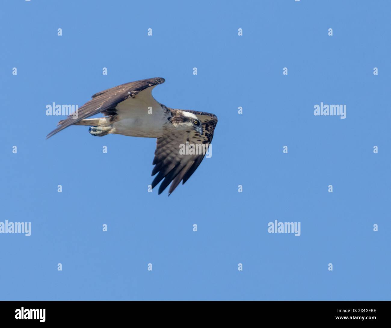 Osprey flying in the blue sky with wings spread Stock Photo - Alamy