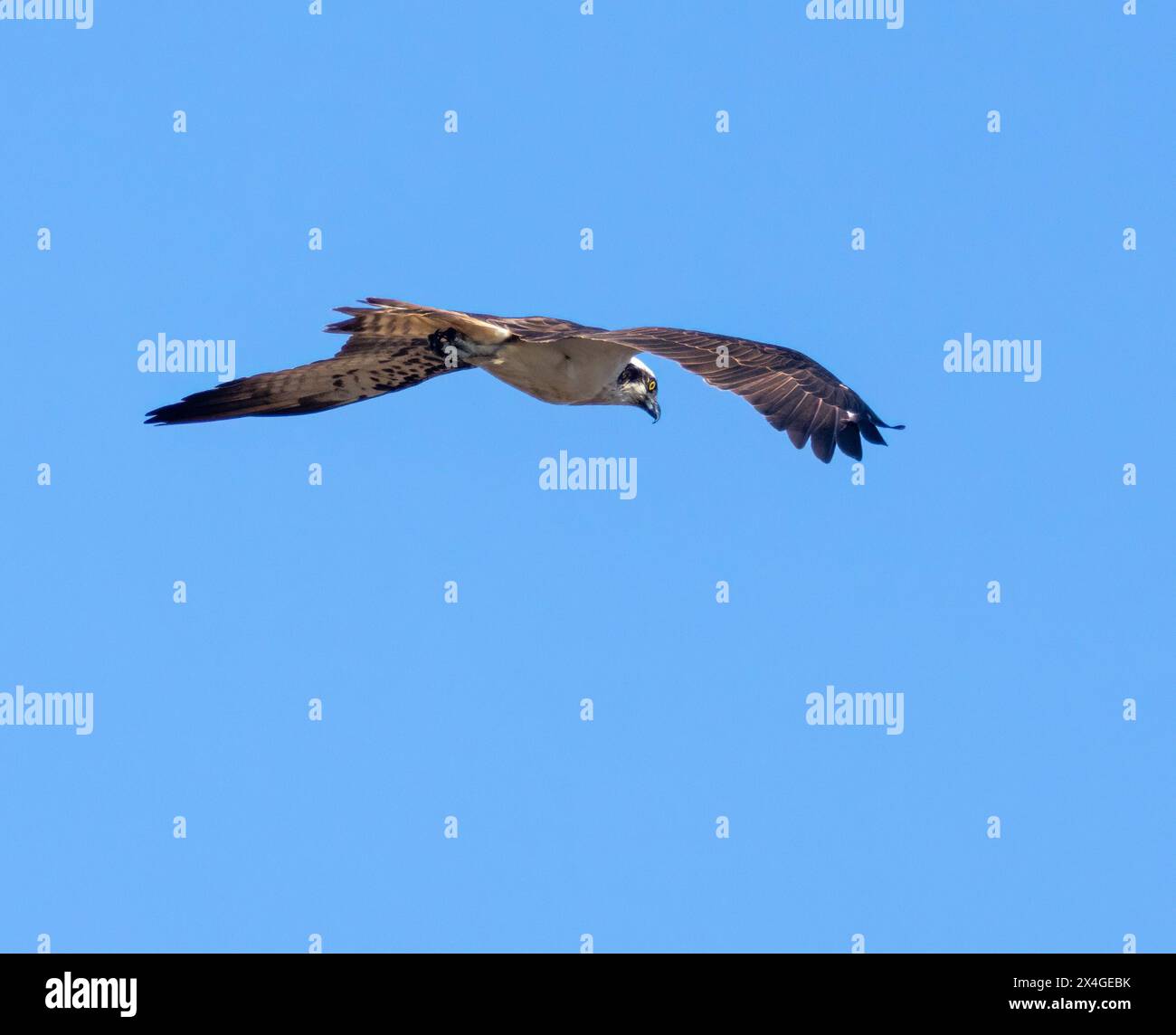 Osprey flying in the blue sky with wings spread Stock Photo - Alamy