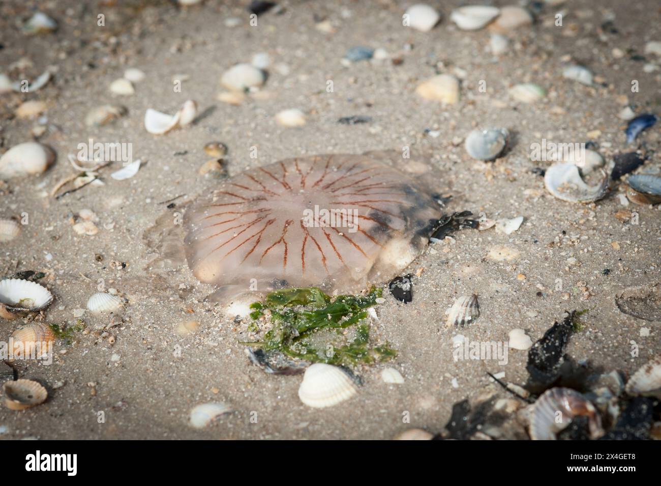 Die Qualle Am Strand Stock Photo Alamy die-qualle-am-strand-stock-photo-alamy