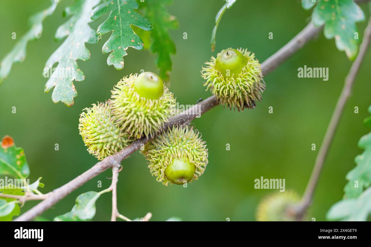 Austrian oak acorns on the tree Stock Photo - Alamy