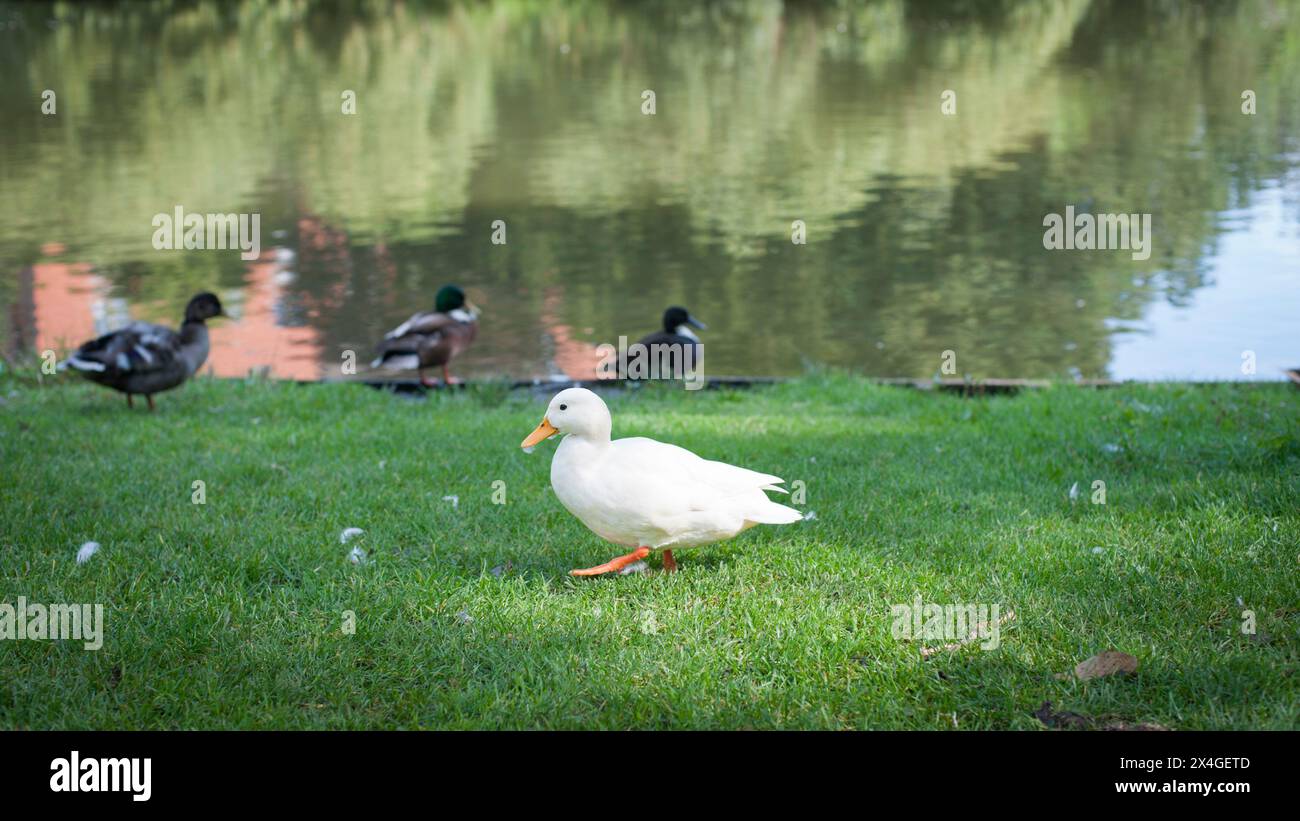 Die weiße Ente vor den drei Stockenten Stock Photo - Alamy
