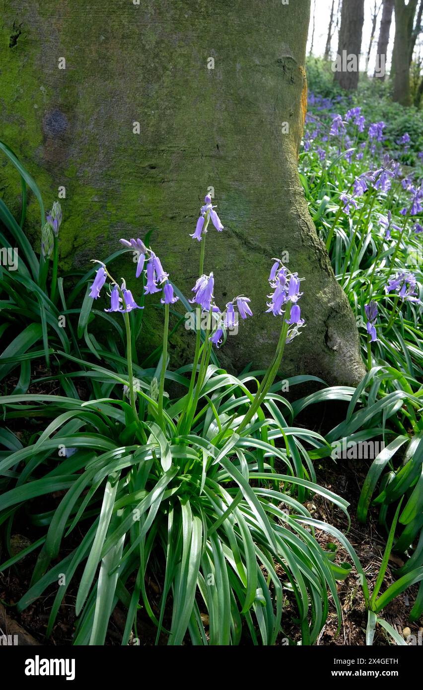 bluebells in spring woodland, north norfolk, england Stock Photo - Alamy