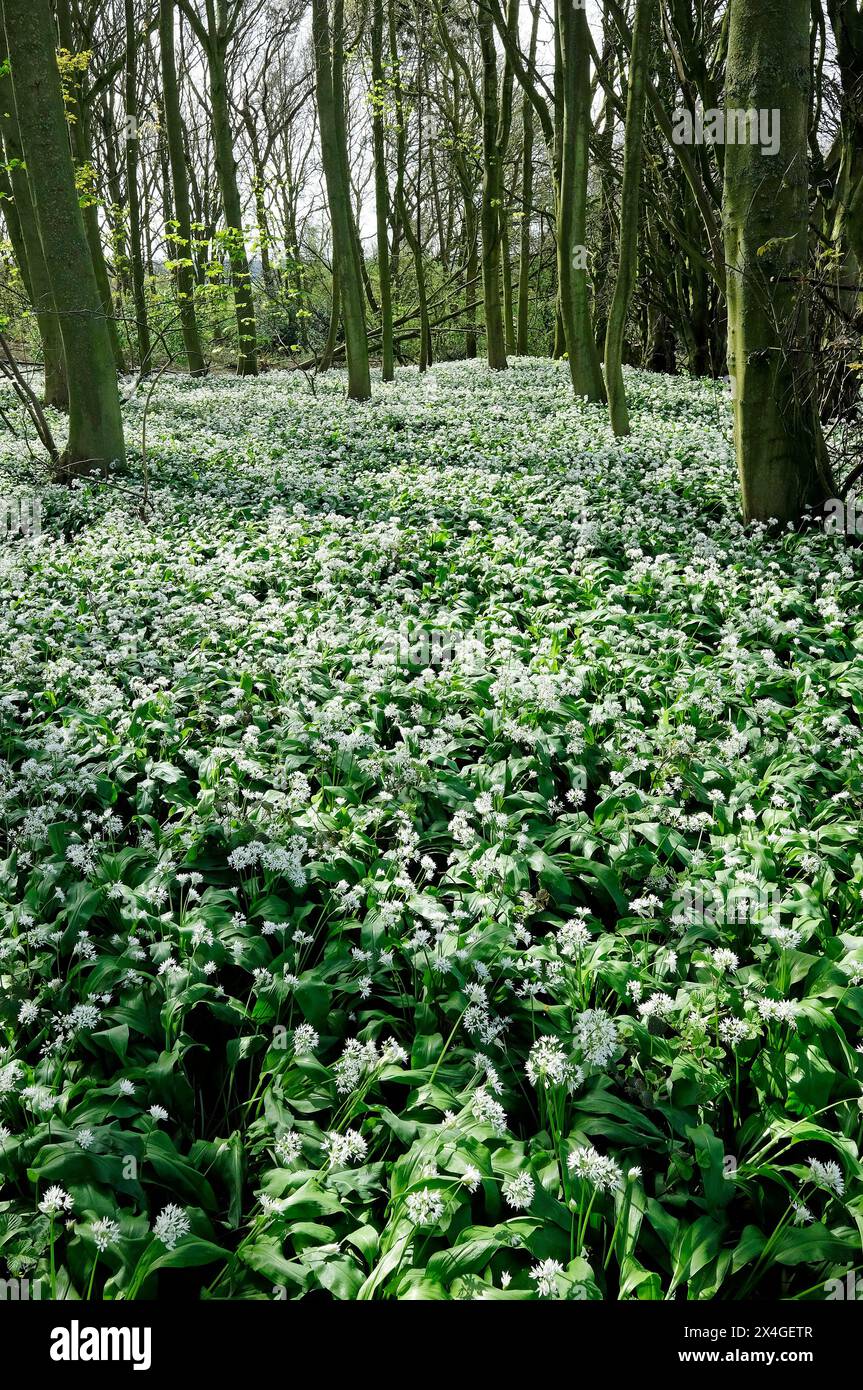 ramsons, wild garlic in woodland, north norfolk, england Stock Photo ...