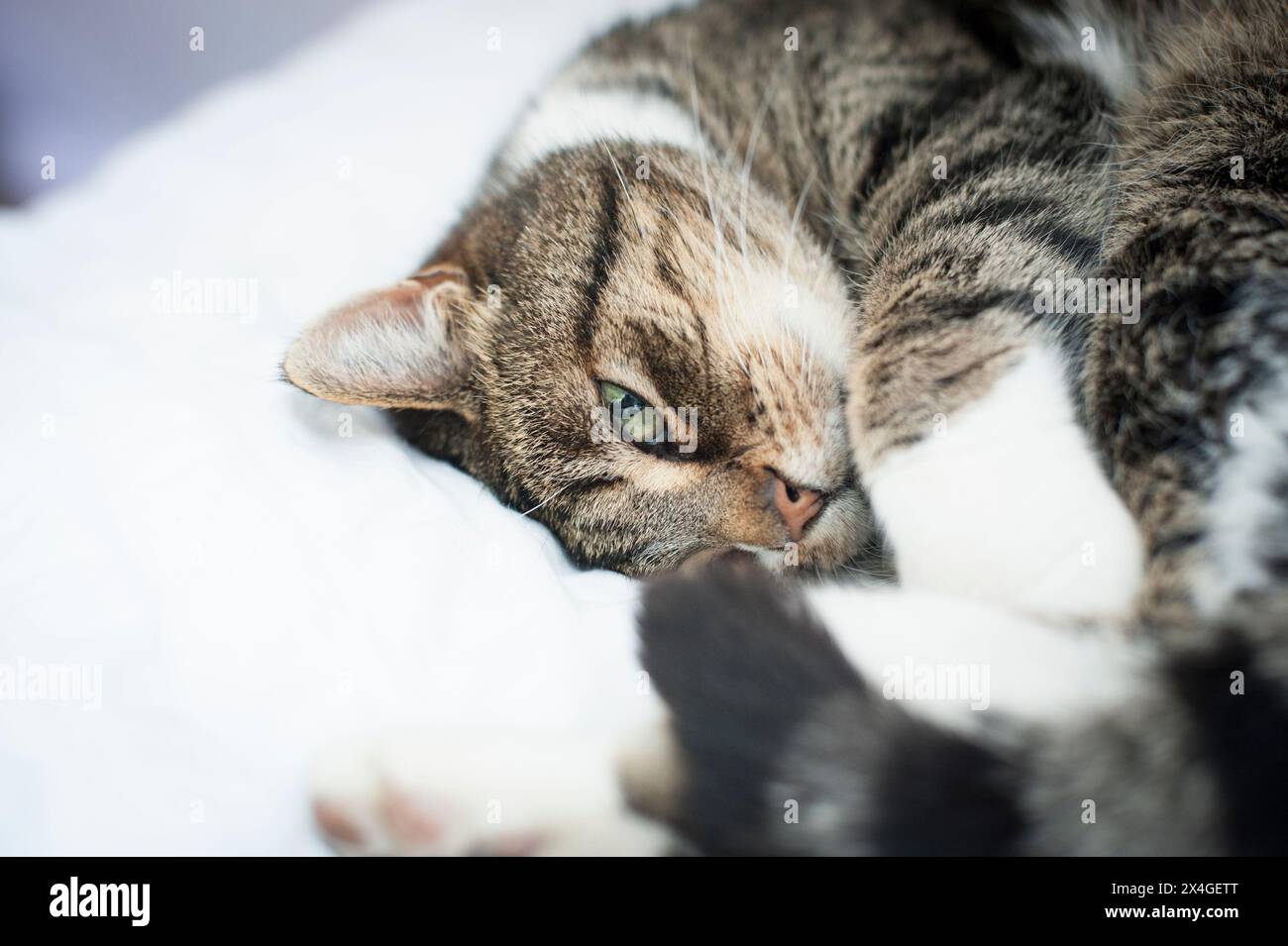 Eine fauna hi-res stock photography and images - Alamy