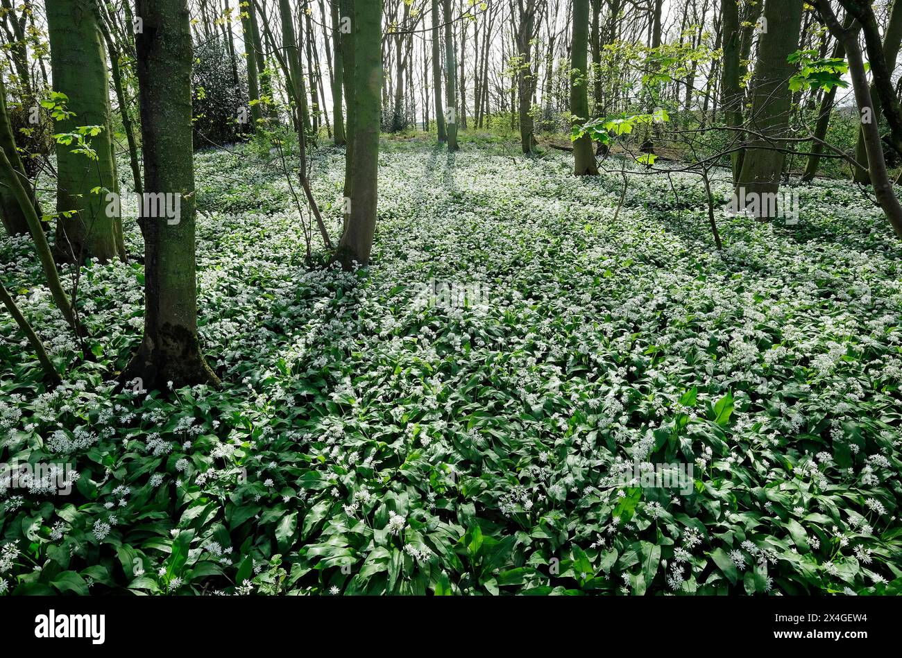 ramsons, wild garlic in woodland, north norfolk, england Stock Photo ...